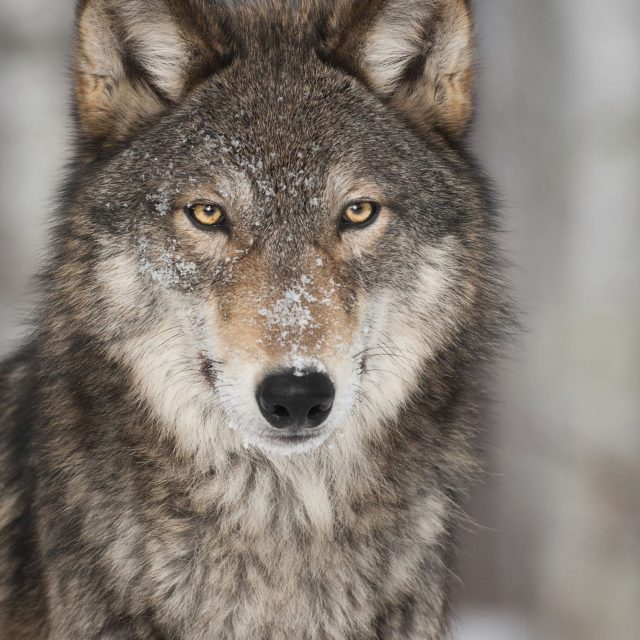 15 avantages d'être bénévole et animateur chez les scouts
